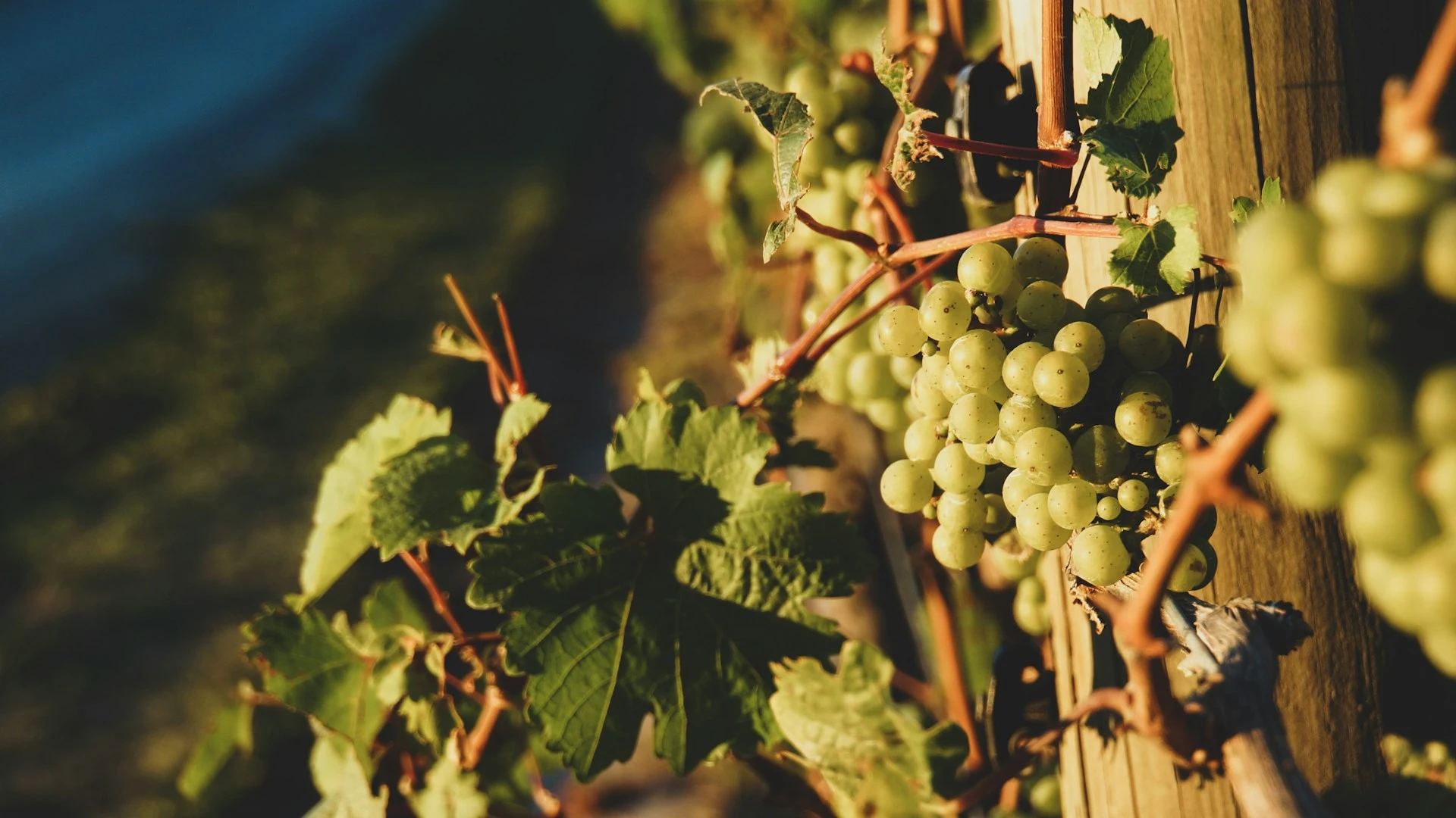 Discover Clairette: Everything You Need to Know About this Grape Varietal
